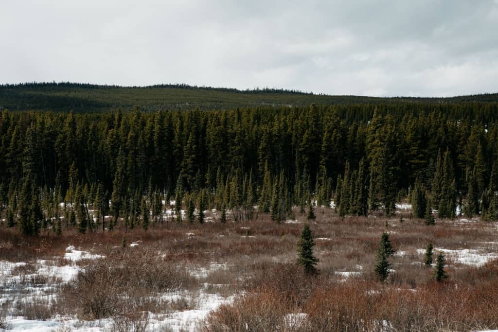 PROGRAM STORIES - Forest Resource Improvement Association Of Alberta