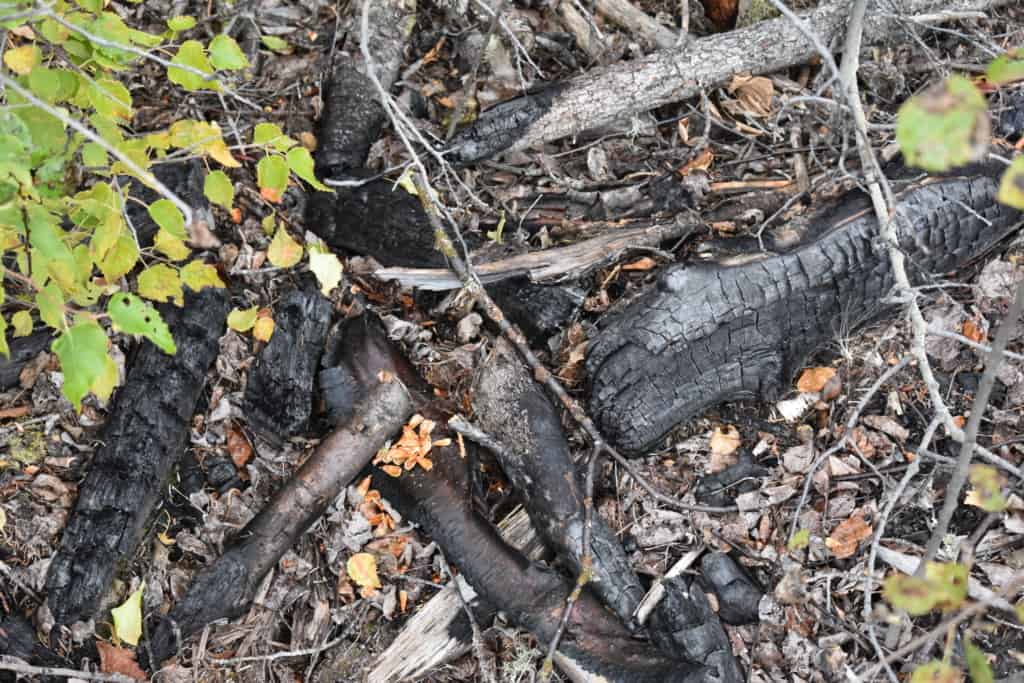 FRIAA FireSmart Program | FOREST RESOURCE IMPROVEMENT ASSOCIATION OF ...