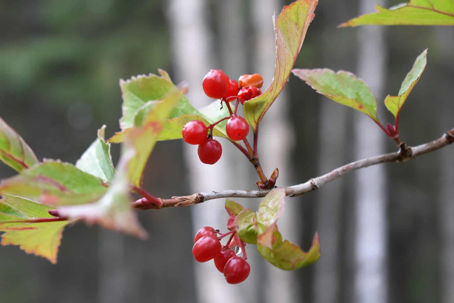 News & Information - Forest Resource Improvement Association Of Alberta