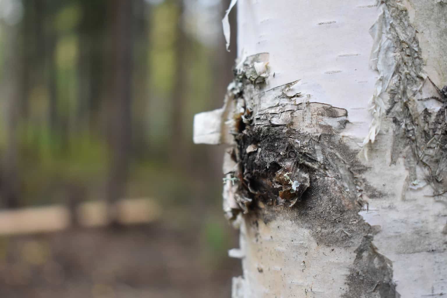 Current Funding Opportunities - Forest Resource Improvement Association ...