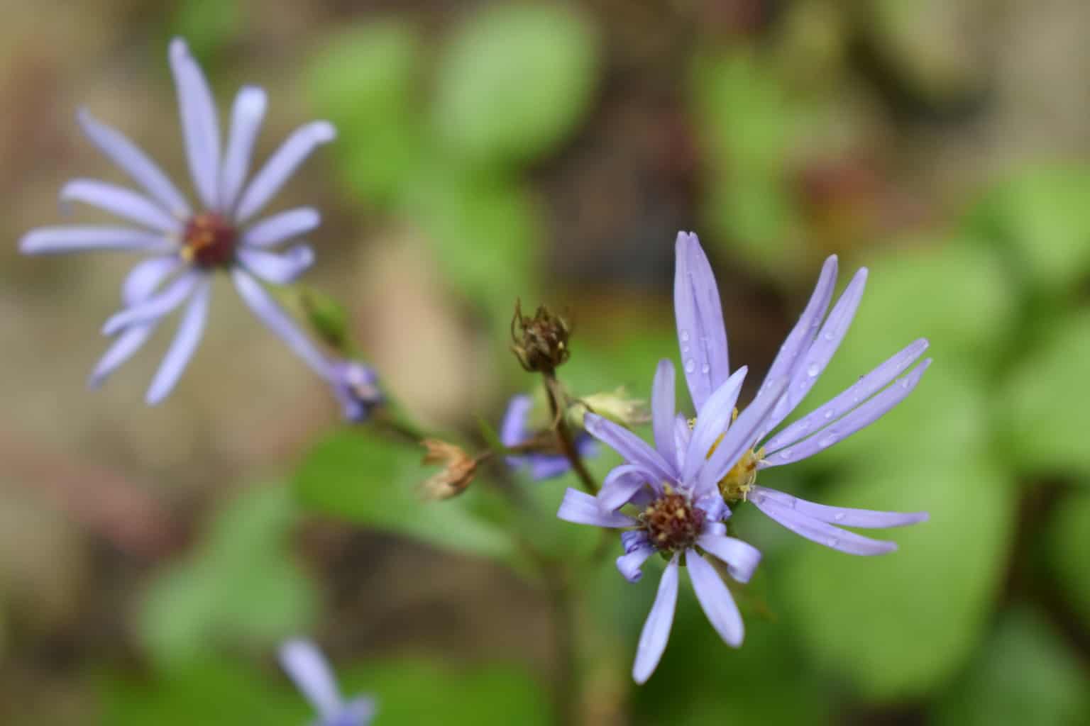 Contact Us - Forest Resource Improvement Association Of Alberta