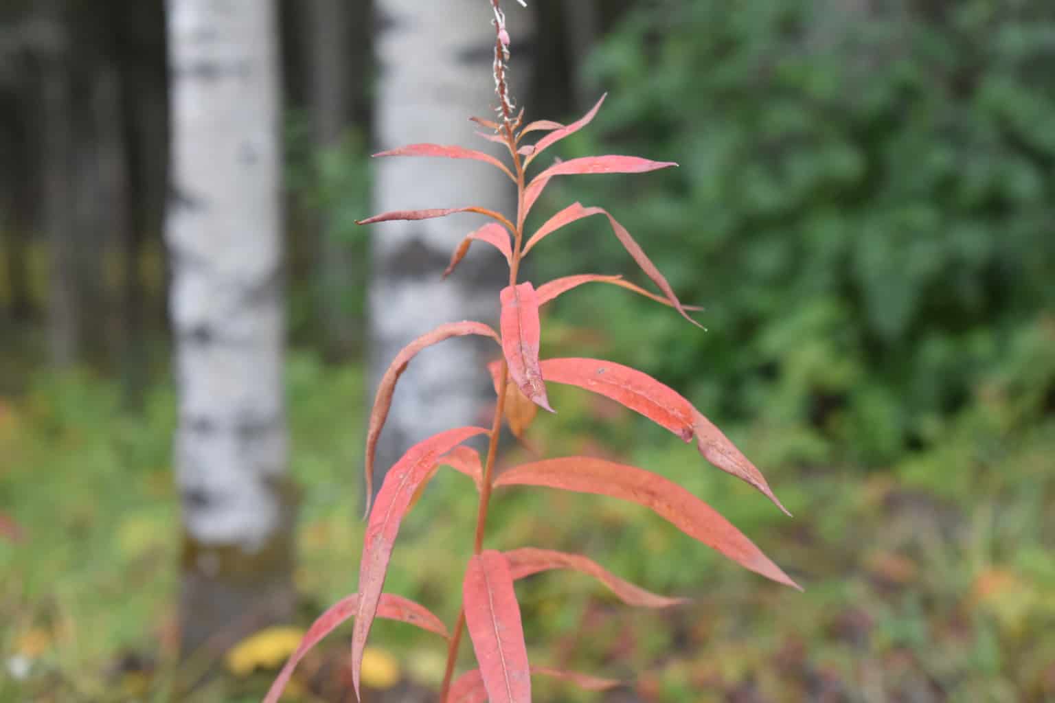 DSC_0111 - Forest Resource Improvement Association Of Alberta