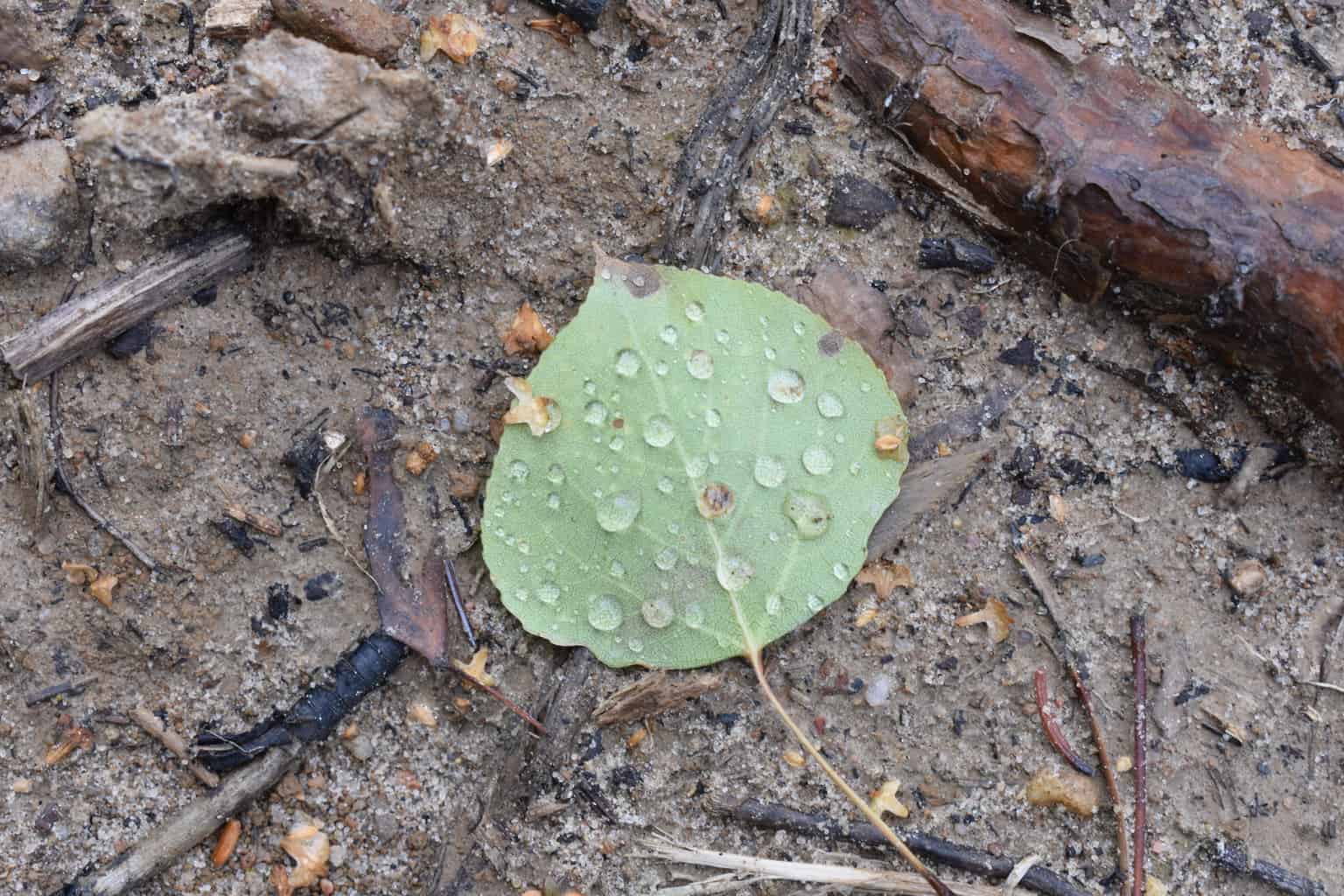 PROGRAM STORIES - Forest Resource Improvement Association Of Alberta