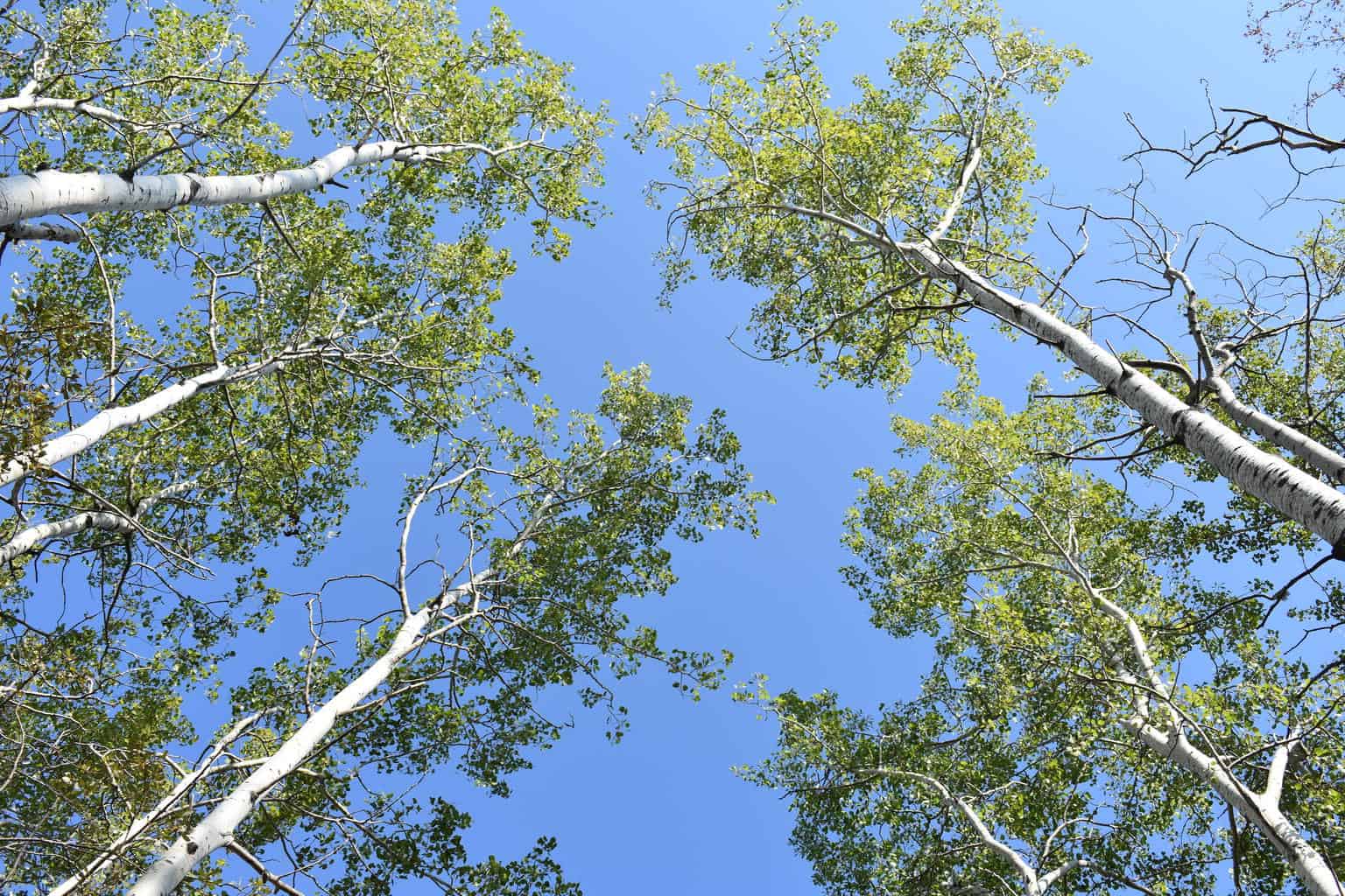 WHO IS FRIAA? - Forest Resource Improvement Association Of Alberta