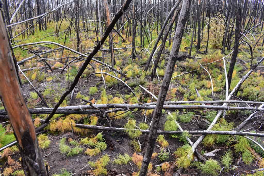 DSC_0006 | FOREST RESOURCE IMPROVEMENT ASSOCIATION OF ALBERTA