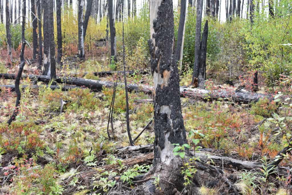 FRIAA Enhanced Reforestation of Legacy Disturbance (EnRLD) RFEOI - 2020 ...