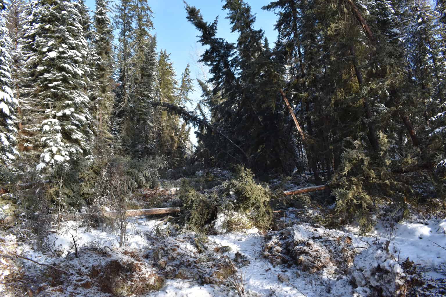 DSC_0290 - Forest Resource Improvement Association Of Alberta