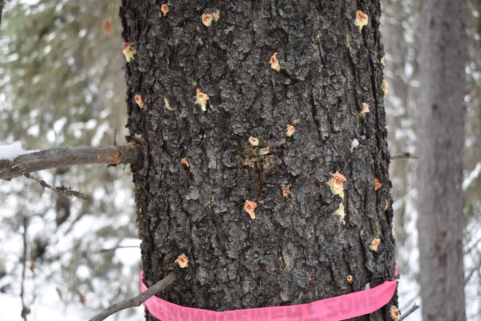 FRIAA Mountain Pine Beetle Program RFP - Forest Resource Improvement ...