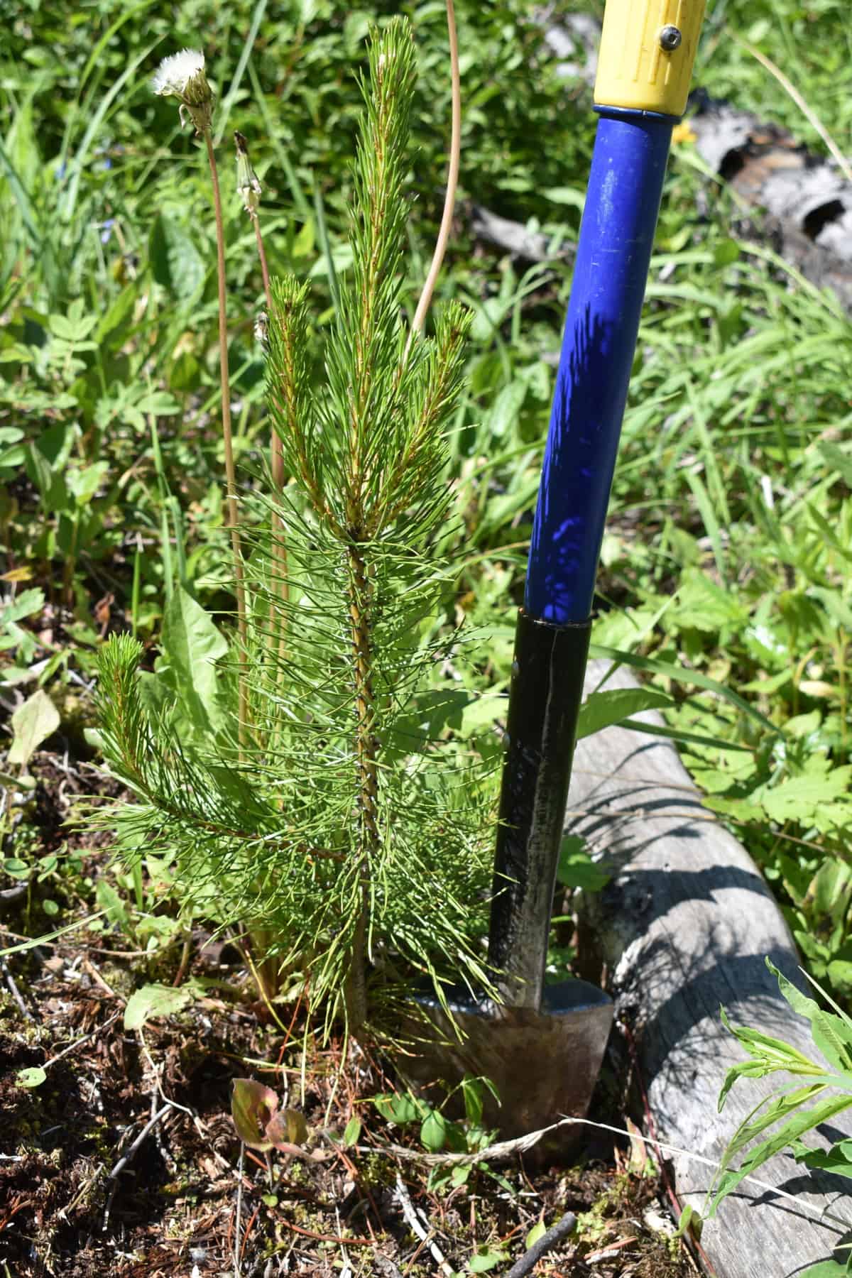 DSC_0265 - Forest Resource Improvement Association Of Alberta