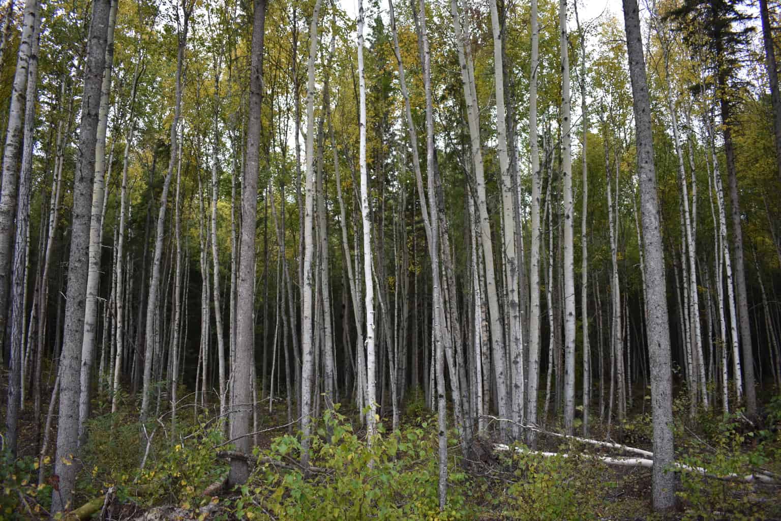 DSC_0061 - Forest Resource Improvement Association Of Alberta