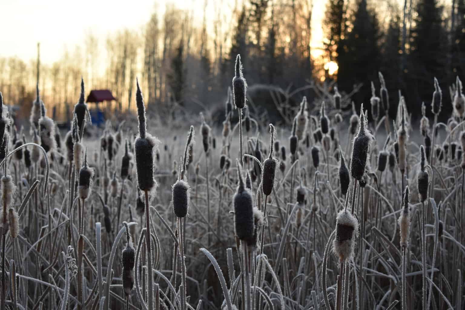 Home - Forest Resource Improvement Association Of Alberta