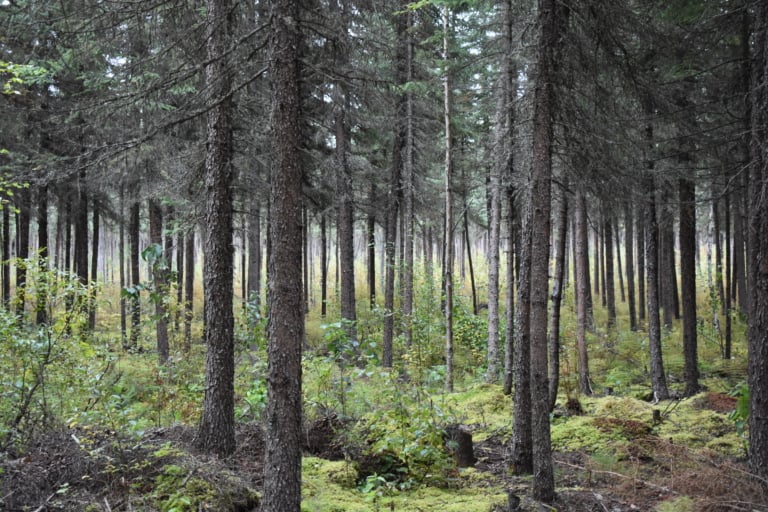 DSC_0095 - Forest Resource Improvement Association Of Alberta