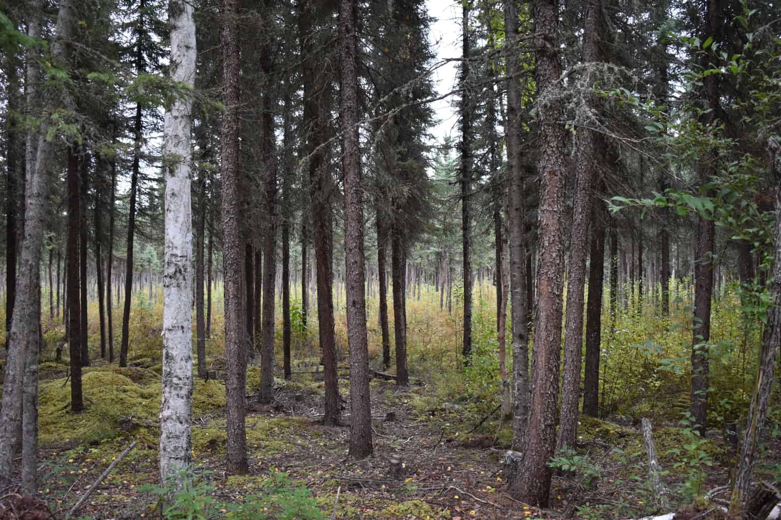 FRIAA FireSmart RFEOI January 2022 - Forest Resource Improvement ...