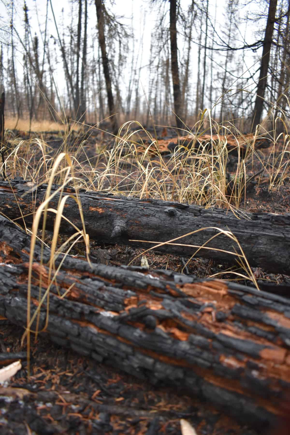 FRIAA FireSmart - Request for Expressions of Interest - Forest Resource ...