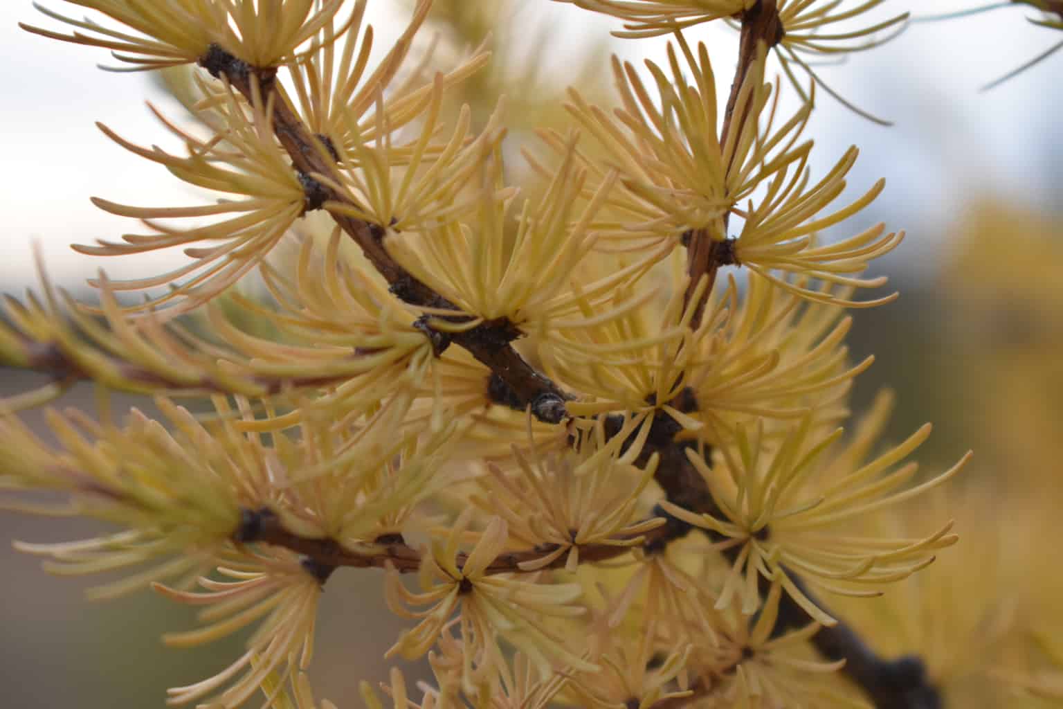 Home - Forest Resource Improvement Association Of Alberta