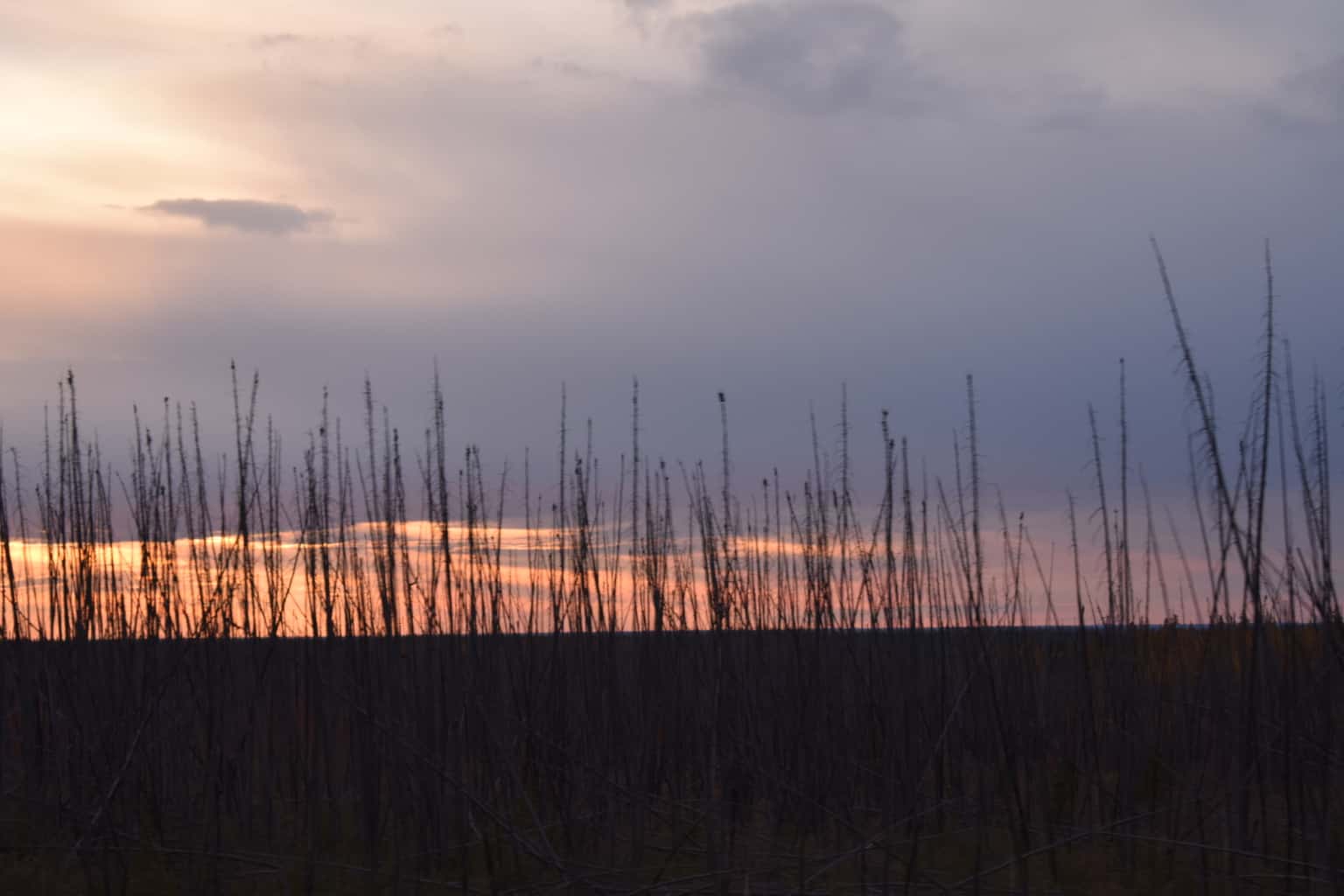 DSC_0576 - Forest Resource Improvement Association Of Alberta