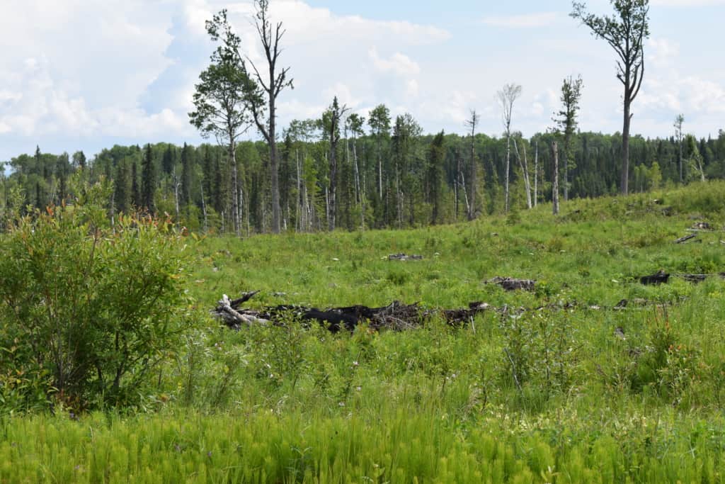 DSC_0025 - Forest Resource Improvement Association Of Alberta