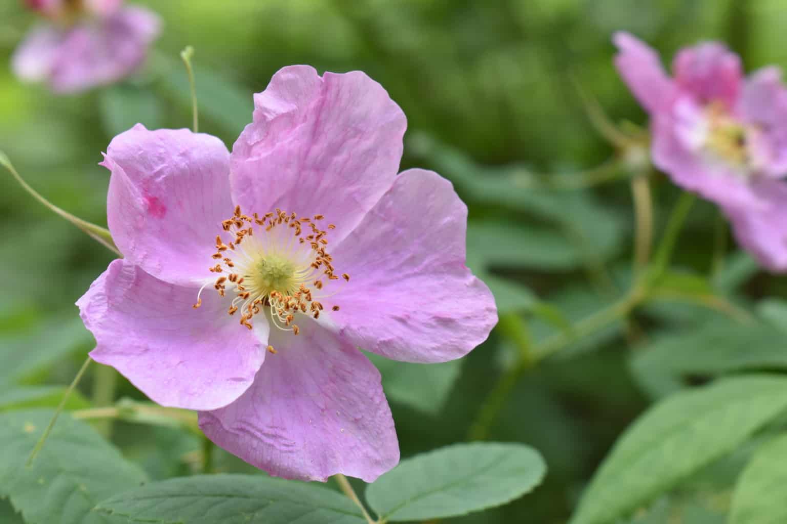 Home - Forest Resource Improvement Association Of Alberta