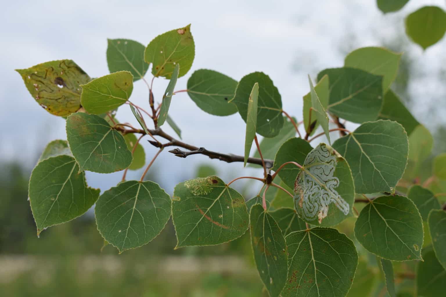 DSC_0042 - Forest Resource Improvement Association Of Alberta