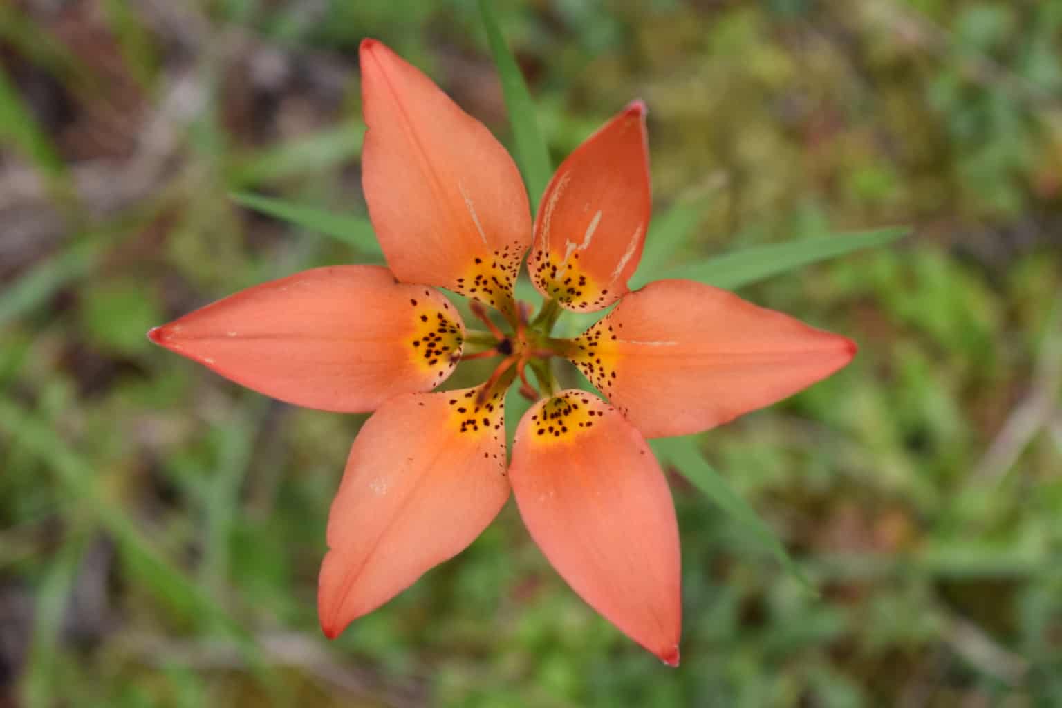 DSC_0130 - Forest Resource Improvement Association Of Alberta