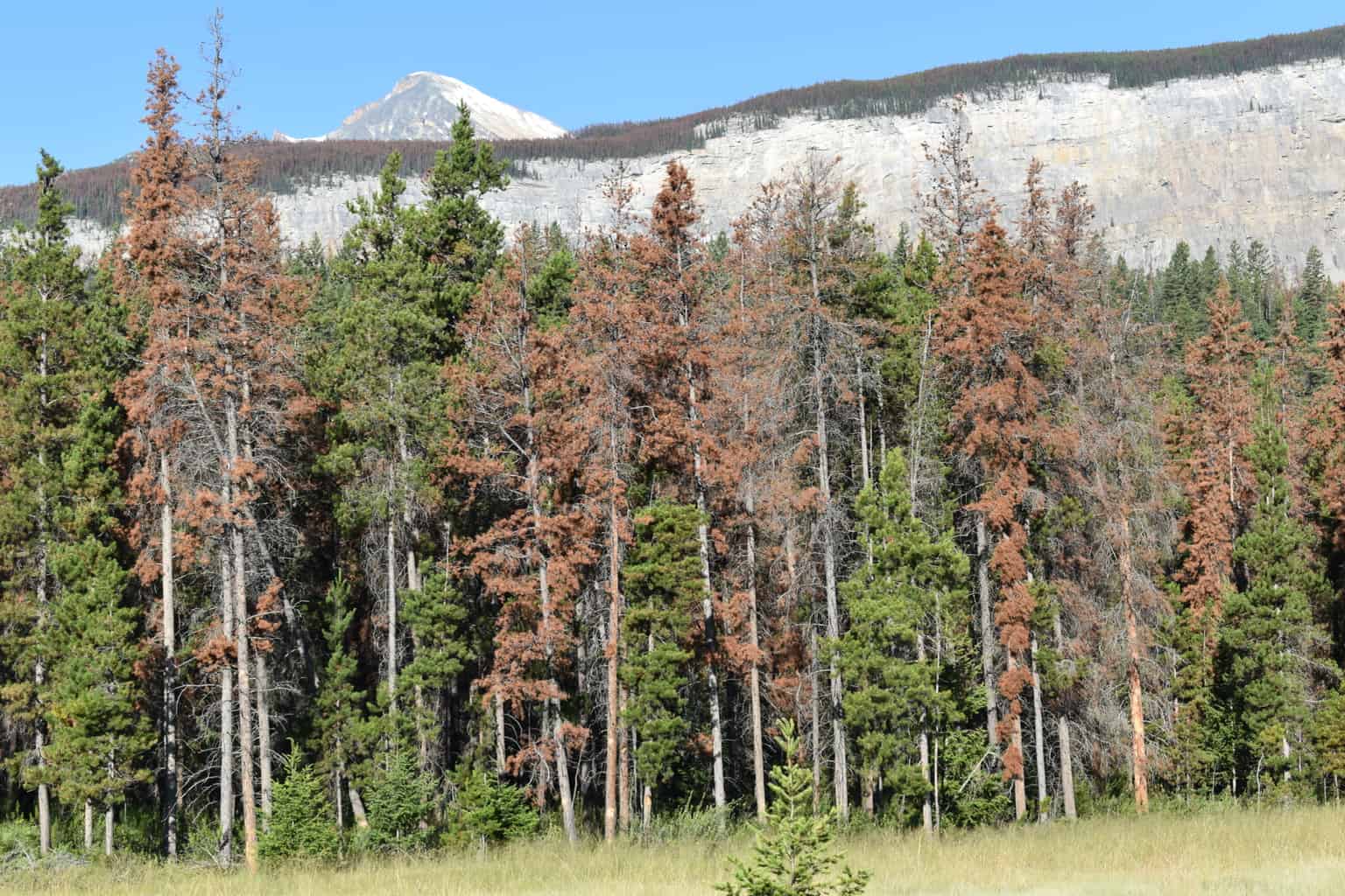 MPBP Request for Proposals - Level 1 Control (October 2022) - Forest ...