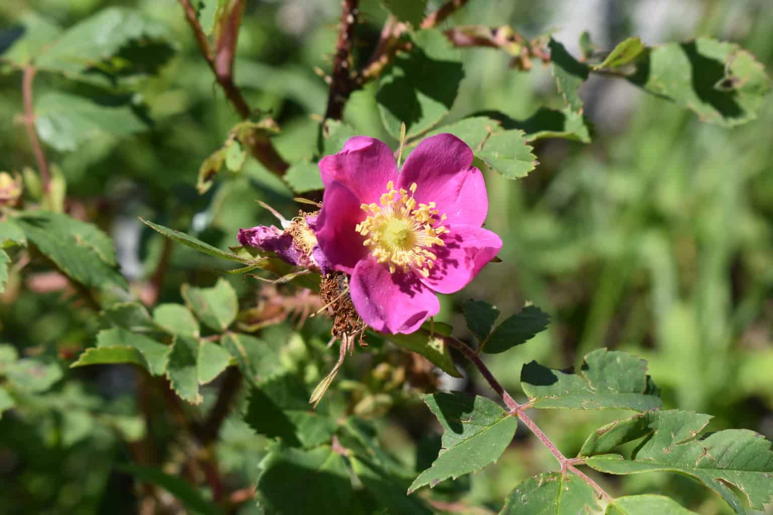 DSC_0341 - Forest Resource Improvement Association Of Alberta