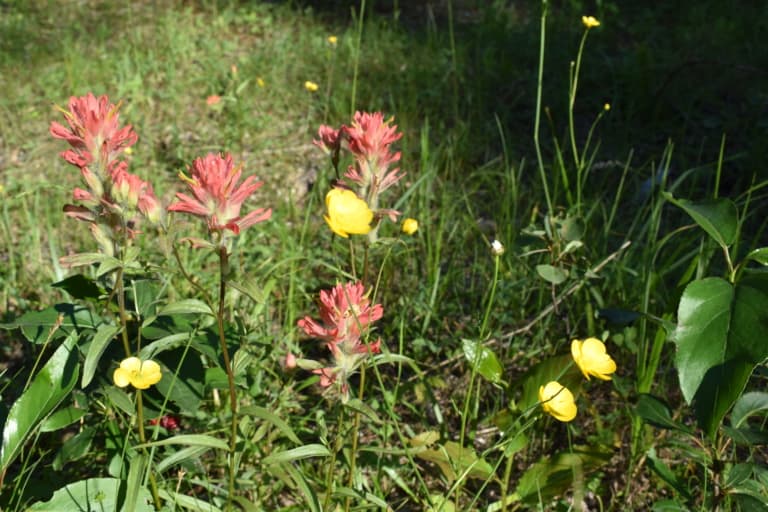 DSC_0463 - Forest Resource Improvement Association Of Alberta