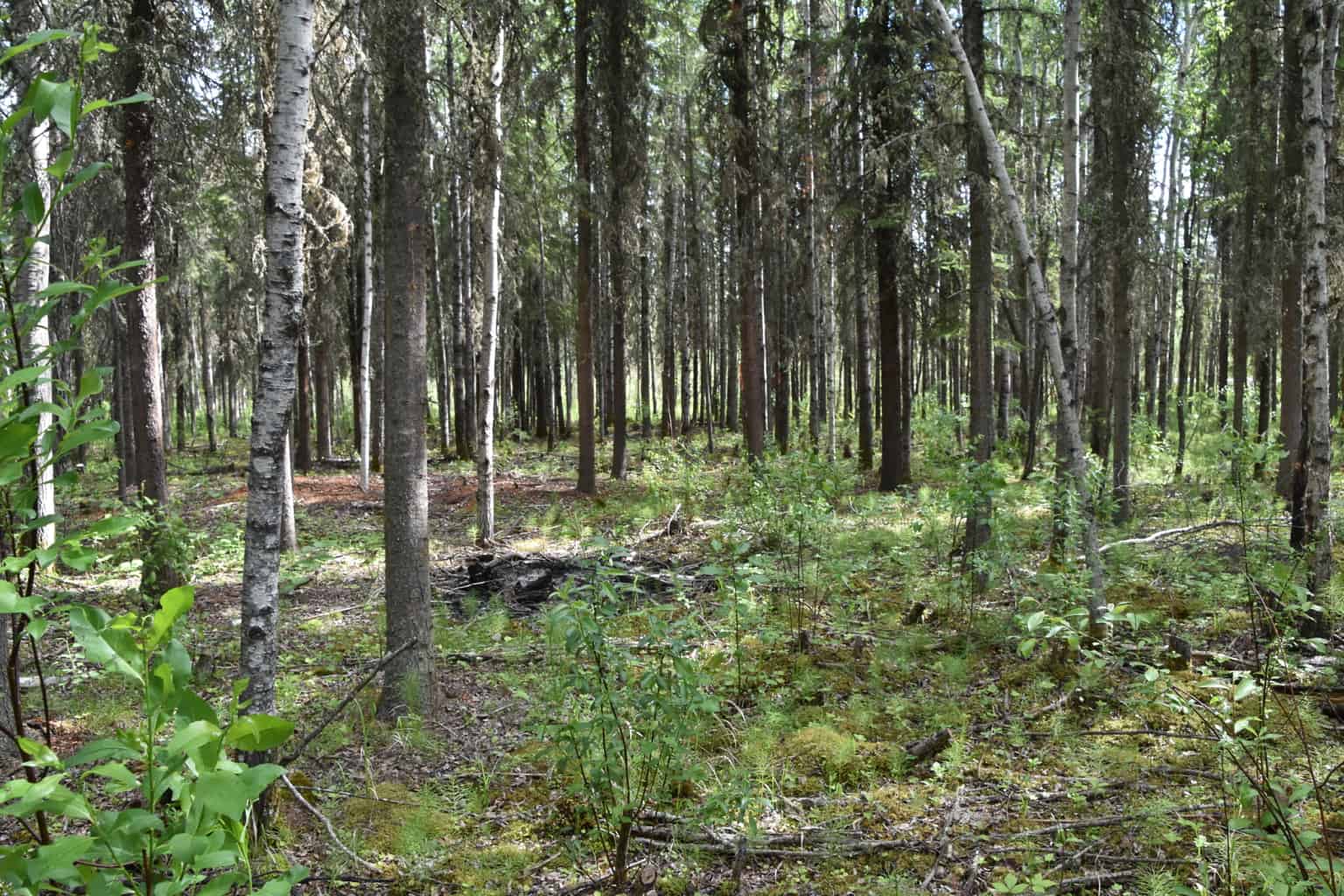 Updated: FRIAA FireSmart RFEOI June 2021 - Forest Resource Improvement ...