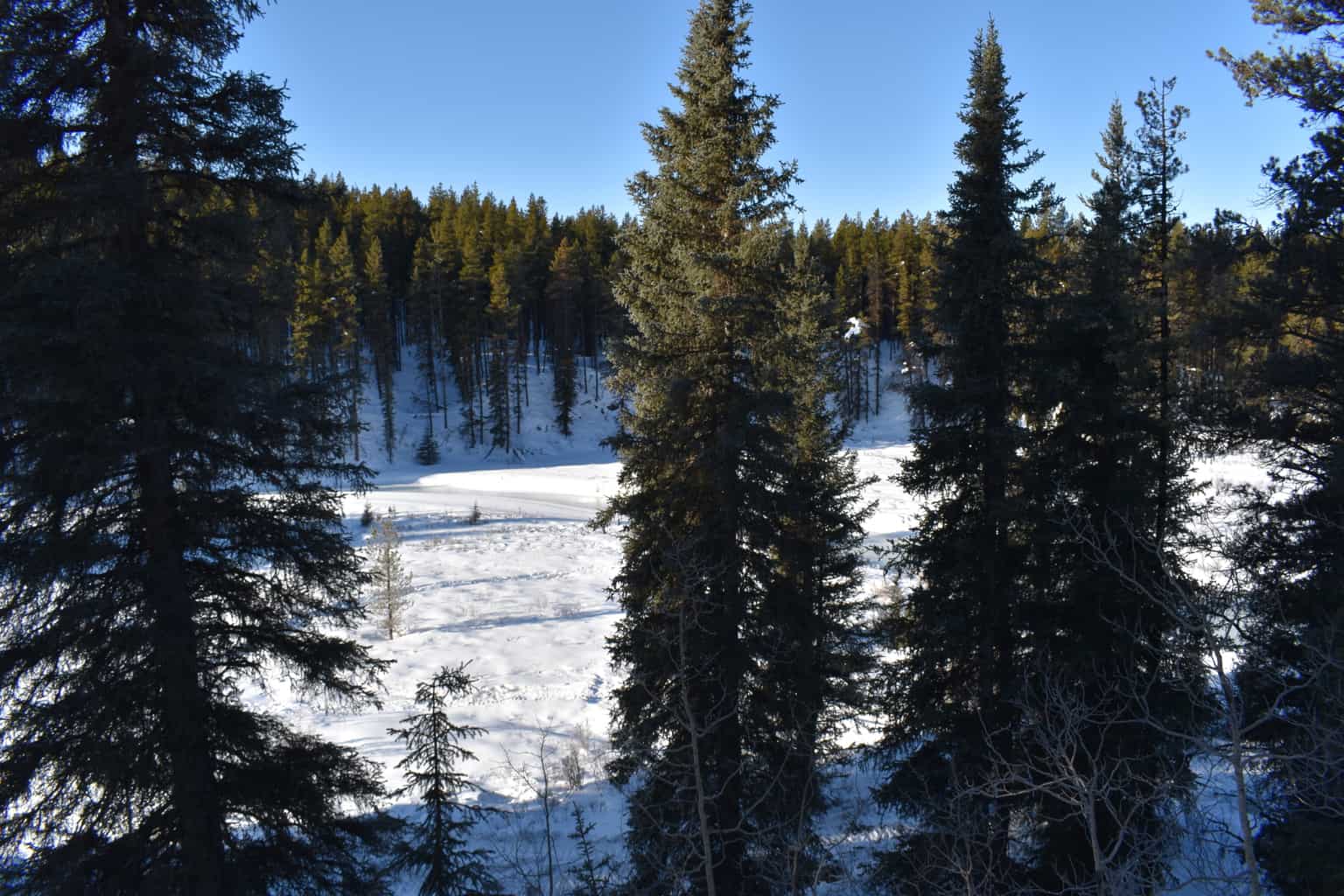 Newsletter Archive - Forest Resource Improvement Association Of Alberta